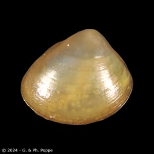 Shells For Sale Shown by Species: NUCULIDAE for Sale