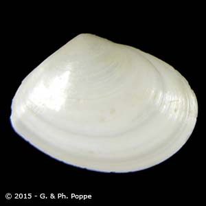 Shell Encyclopedia - Conchological MegaDatabase Iconographic Overview ...