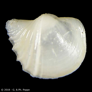 Shell Encyclopedia - Conchological MegaDatabase Iconographic Overview ...