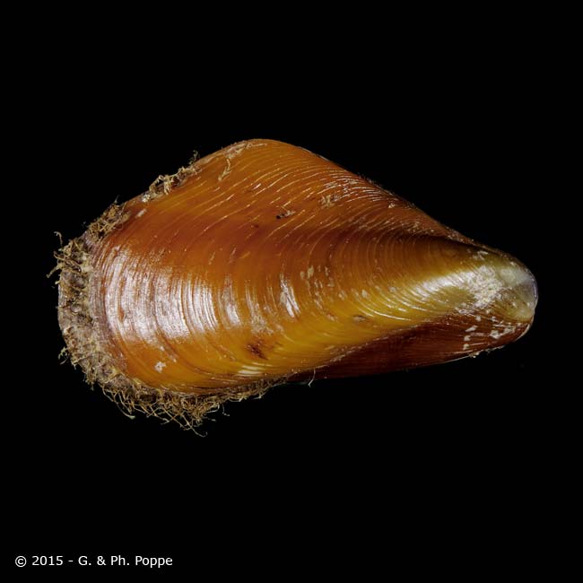 Shell Encyclopedia - Worms Details | Conchology | Conchology