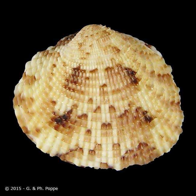 Shell Encyclopedia - Worms Details | Conchology | Conchology