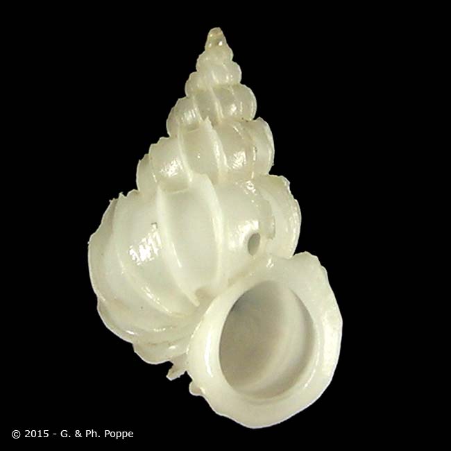 Shell Encyclopedia - Conchological MegaDatabase Iconographic Overview ...