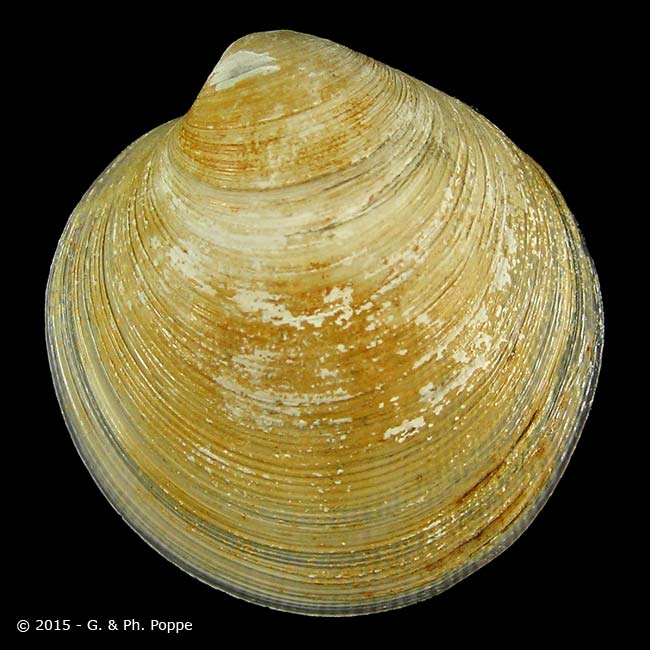Shell Encyclopedia - Worms Details | Conchology | Conchology