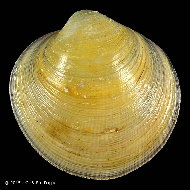 Shell Encyclopedia - Conchological MegaDatabase Iconographic Overview ...