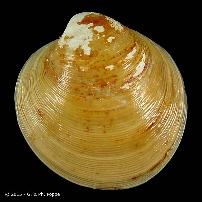 Shell Encyclopedia - Conchological MegaDatabase Iconographic Overview on Mollusks ...