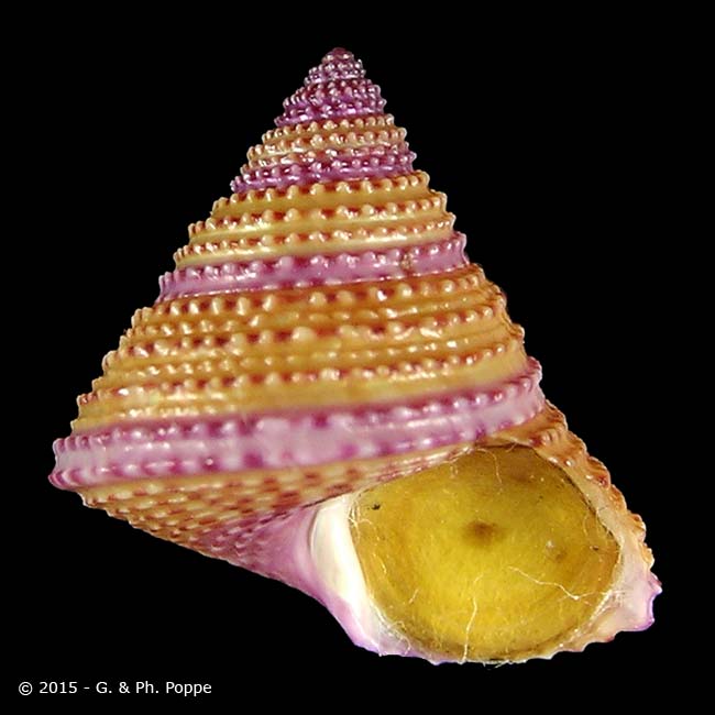 Shell Encyclopedia - Conchological MegaDatabase Iconographic Overview ...