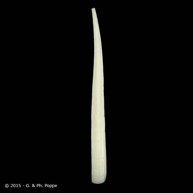 Shell Encyclopedia - Conchological MegaDatabase Iconographic Overview ...