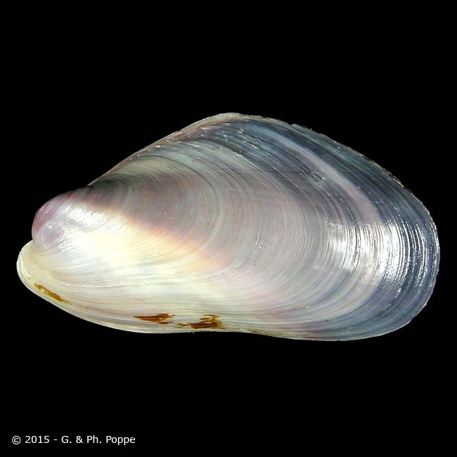 MYTILIDAE, Modiolus philippinarum for Sale | Conchology