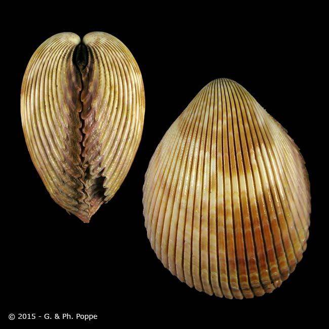 Shell Encyclopedia - Worms Details | Conchology | Conchology