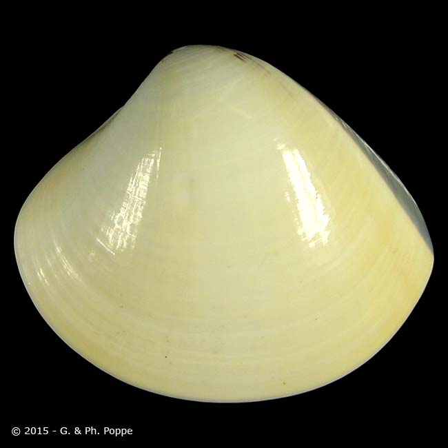 Shell Encyclopedia - Worms Details | Conchology | Conchology