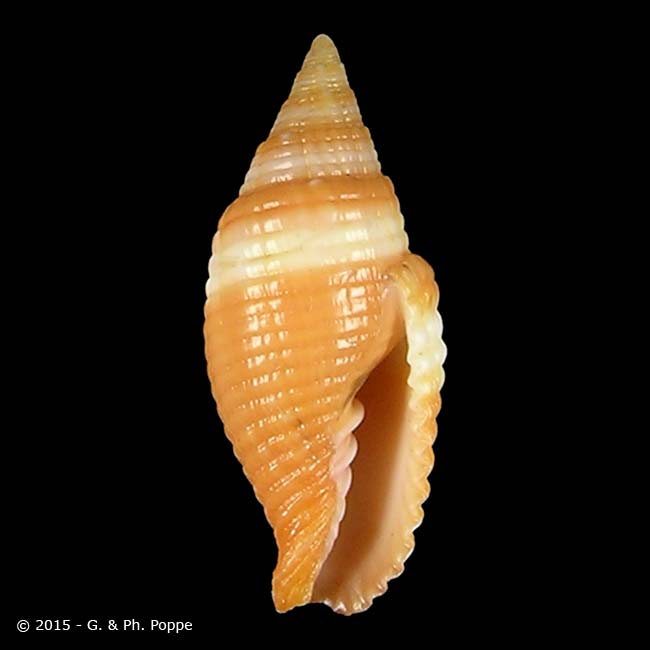 MITRIDAE FOSSIL for Sale | Conchology