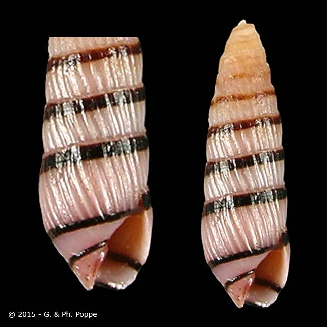 Shell Encyclopedia - Worms Details | Conchology | Conchology
