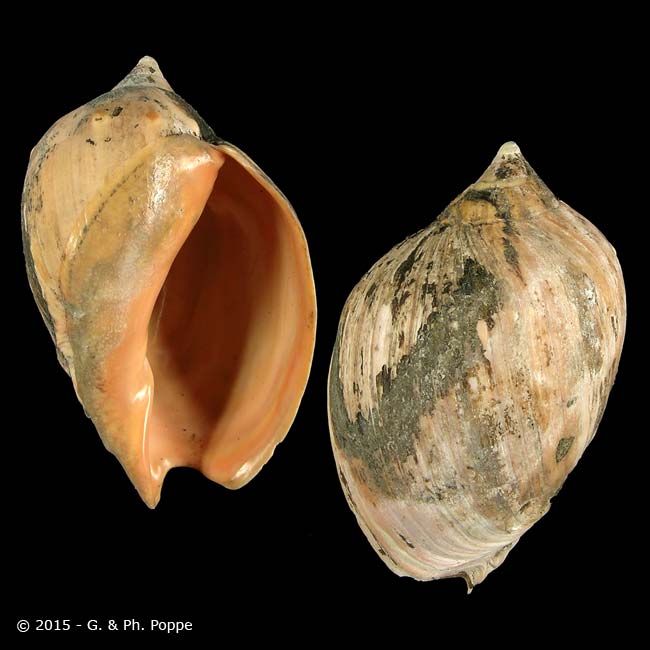 Shell Encyclopedia - Conchological MegaDatabase Iconographic Overview ...