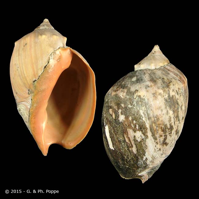 Shell Encyclopedia - Conchological MegaDatabase Iconographic Overview ...