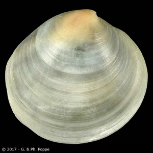 Shell Encyclopedia - Conchological MegaDatabase Iconographic Overview on Mollusks ...