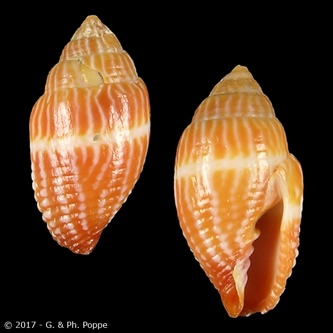 Shell Encyclopedia - Conchological MegaDatabase Iconographic Overview ...