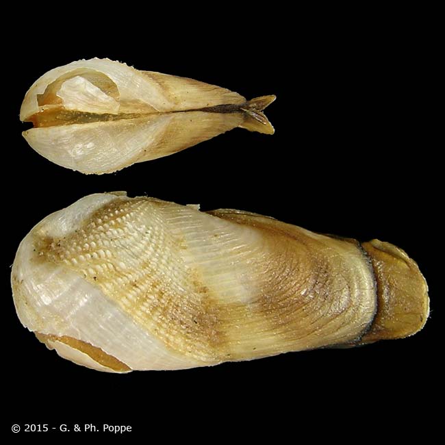 Shell Encyclopedia - Conchological MegaDatabase Iconographic Overview ...