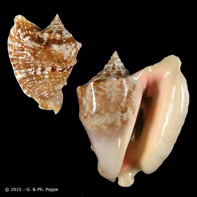 Shell Encyclopedia - Worms Details | Conchology | Conchology