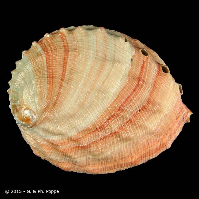 Shell Encyclopedia - Worms Details | Conchology | Conchology