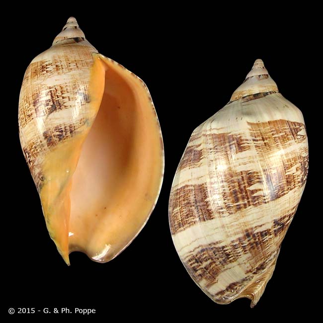 Shell Encyclopedia - Conchological MegaDatabase Iconographic Overview ...