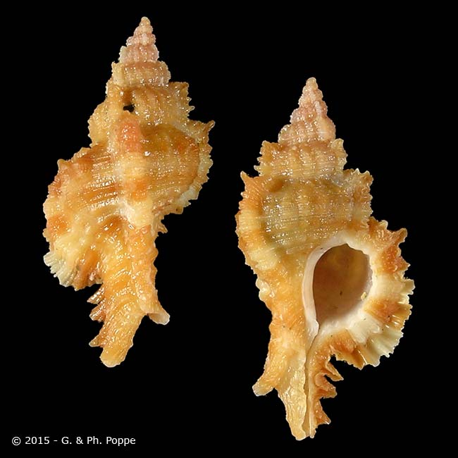 Shell Encyclopedia - Worms Details | Conchology | Conchology