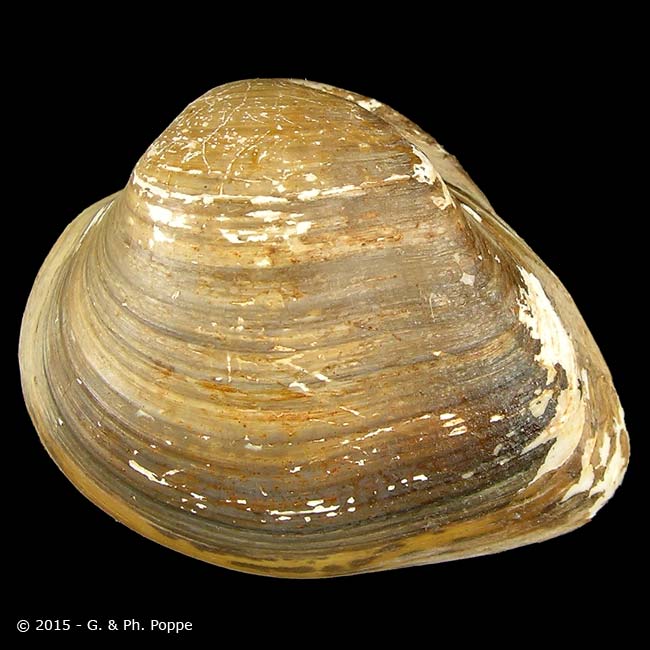 Shell Encyclopedia - Worms Details | Conchology | Conchology