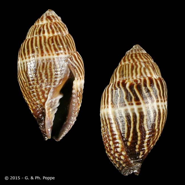 Shell Encyclopedia - Conchological MegaDatabase Iconographic Overview on Mollusks ...
