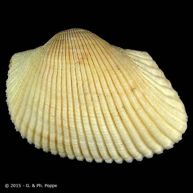 Shell Encyclopedia - Worms Details | Conchology | Conchology