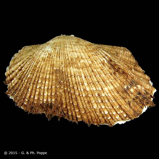 Shell Encyclopedia - Worms Details | Conchology | Conchology