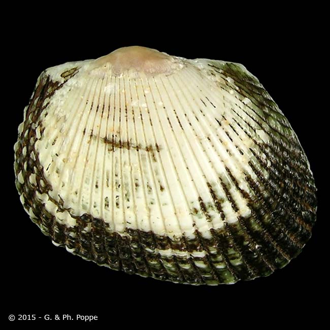 Shell Encyclopedia - Worms Details | Conchology | Conchology