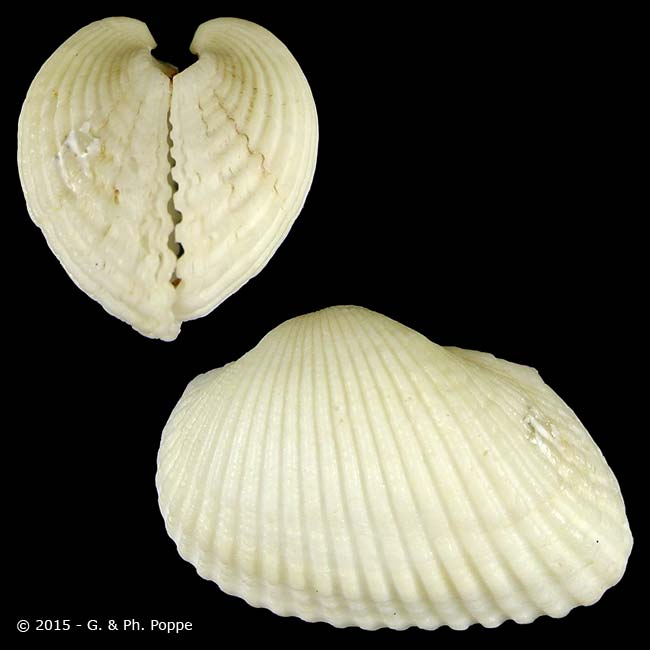 Shell Encyclopedia - Worms Details | Conchology | Conchology