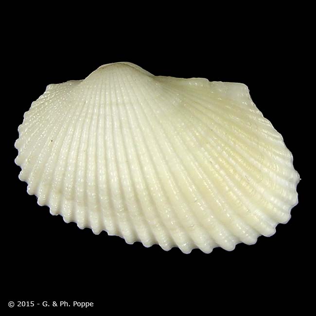 Shell Encyclopedia - Worms Details | Conchology | Conchology