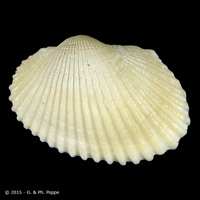 Shell Encyclopedia - Worms Details | Conchology | Conchology