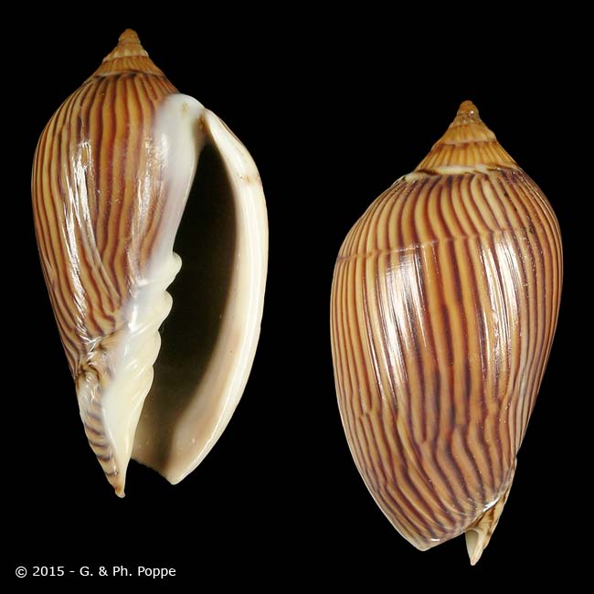 Shell Encyclopedia - Worms Details | Conchology | Conchology