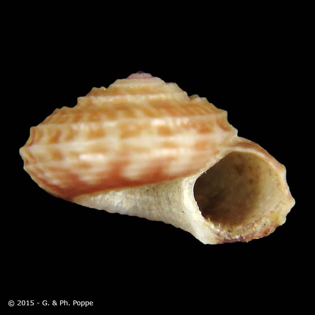 Shell Encyclopedia - Conchological MegaDatabase Iconographic Overview ...