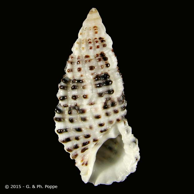 Shell Encyclopedia - Worms Details | Conchology | Conchology