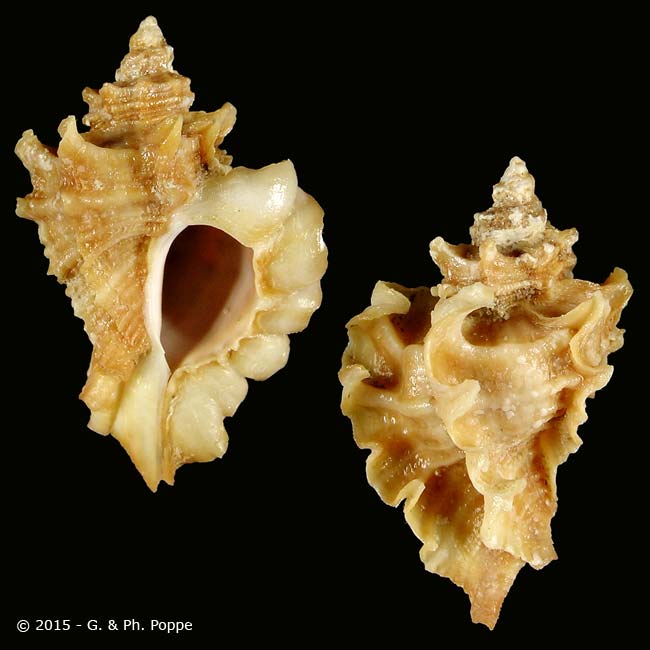 Shell Encyclopedia - Worms Details | Conchology | Conchology