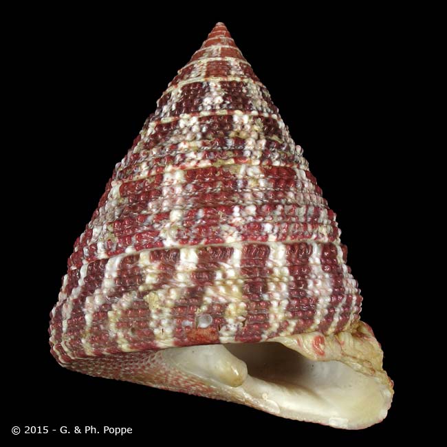 Shell Encyclopedia - Conchological MegaDatabase Iconographic Overview ...