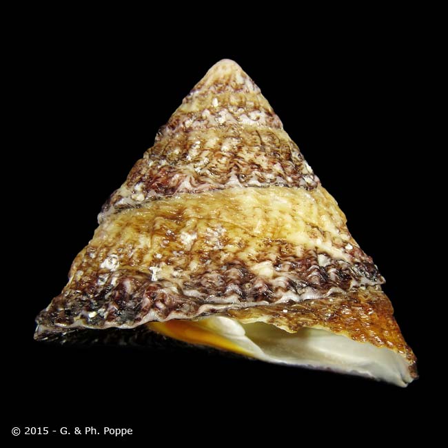 Shell Encyclopedia - Conchological MegaDatabase Iconographic Overview ...