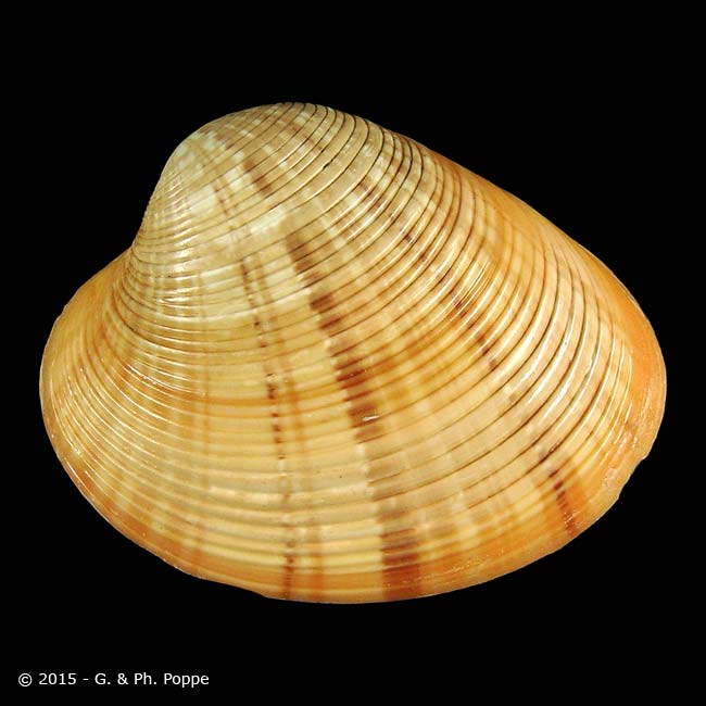 Shell Encyclopedia - Worms Details | Conchology | Conchology