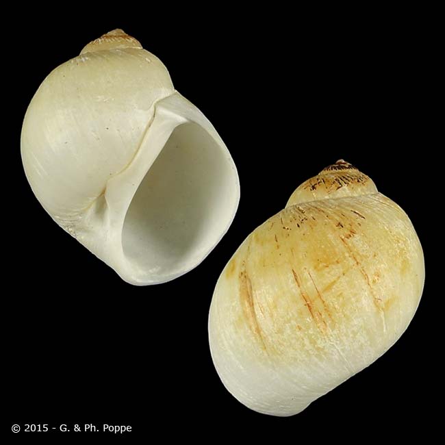 Shell Encyclopedia - Conchological MegaDatabase Iconographic Overview ...