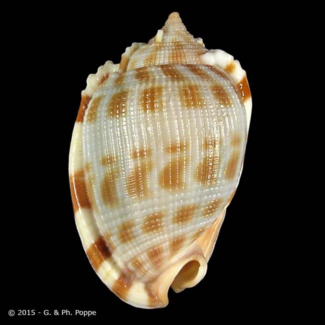 Shell Encyclopedia - Worms Details | Conchology | Conchology