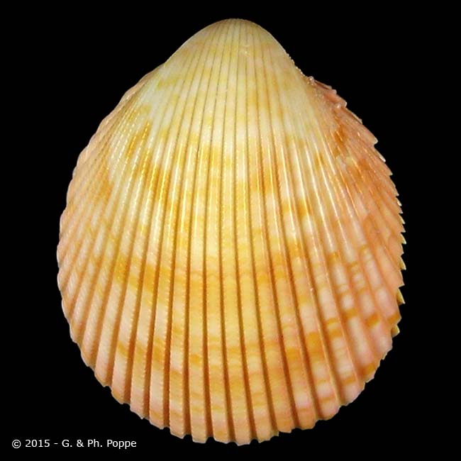 Shell Encyclopedia - Conchological MegaDatabase Iconographic Overview ...