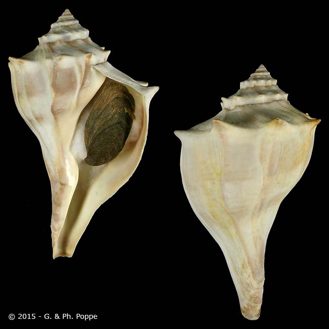 Shell Encyclopedia - Conchological MegaDatabase Iconographic Overview ...