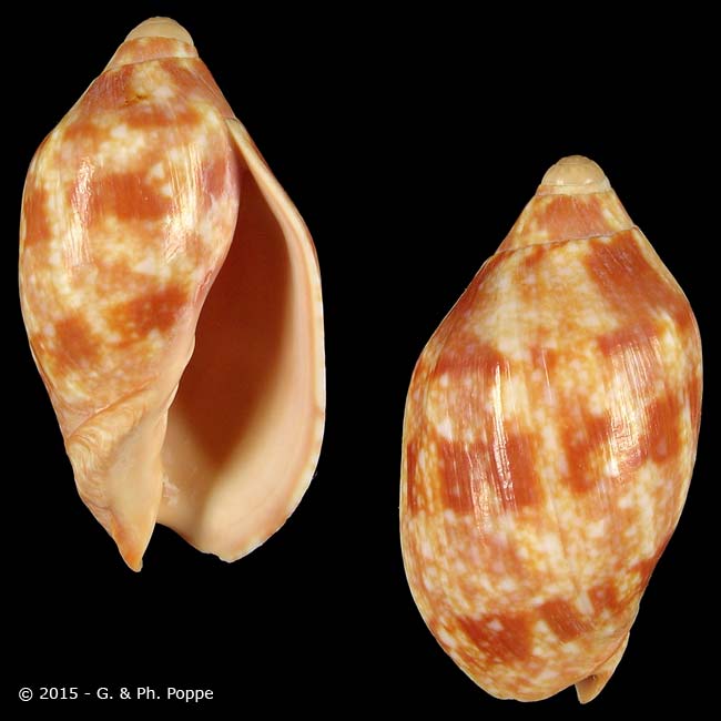 Shell Encyclopedia - Conchological MegaDatabase Iconographic Overview ...