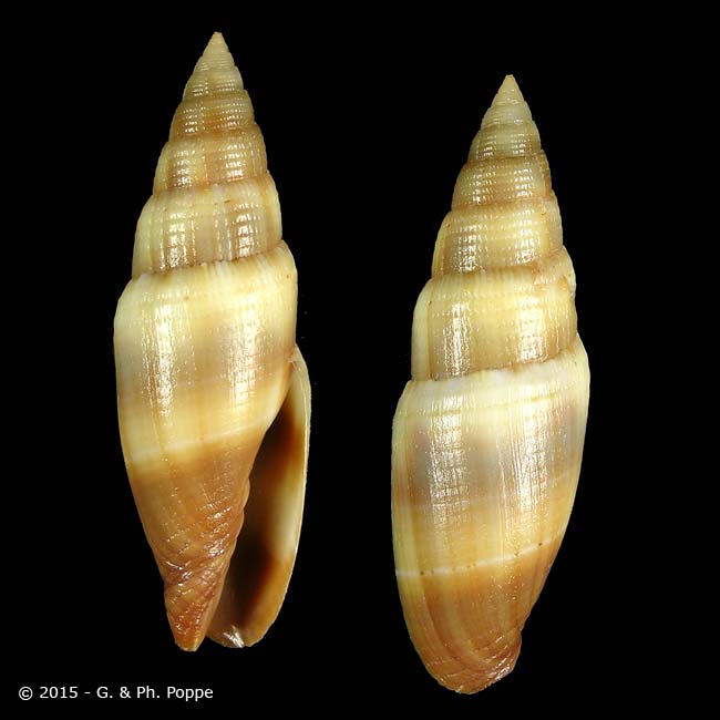 Shell Encyclopedia - Conchological MegaDatabase Iconographic Overview ...