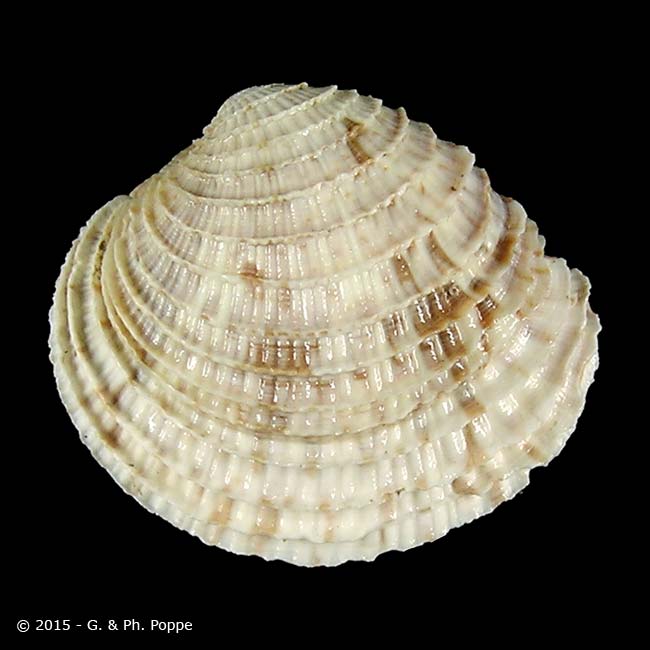 Shell Encyclopedia - Worms Details | Conchology | Conchology