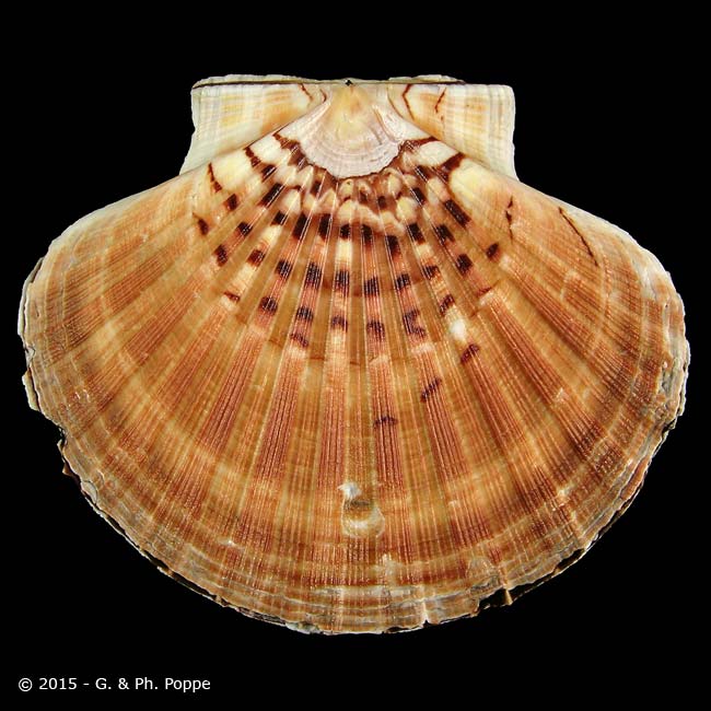 Shell Encyclopedia - Worms Details | Conchology | Conchology