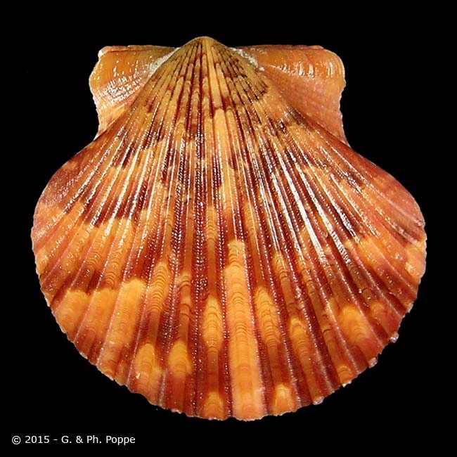 Shell Encyclopedia - Worms Details | Conchology | Conchology