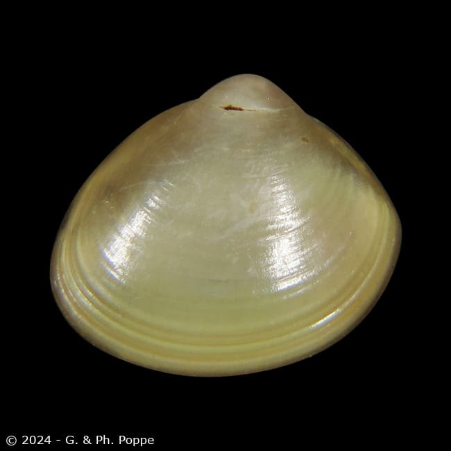Featured Shells For Sale | Conchology